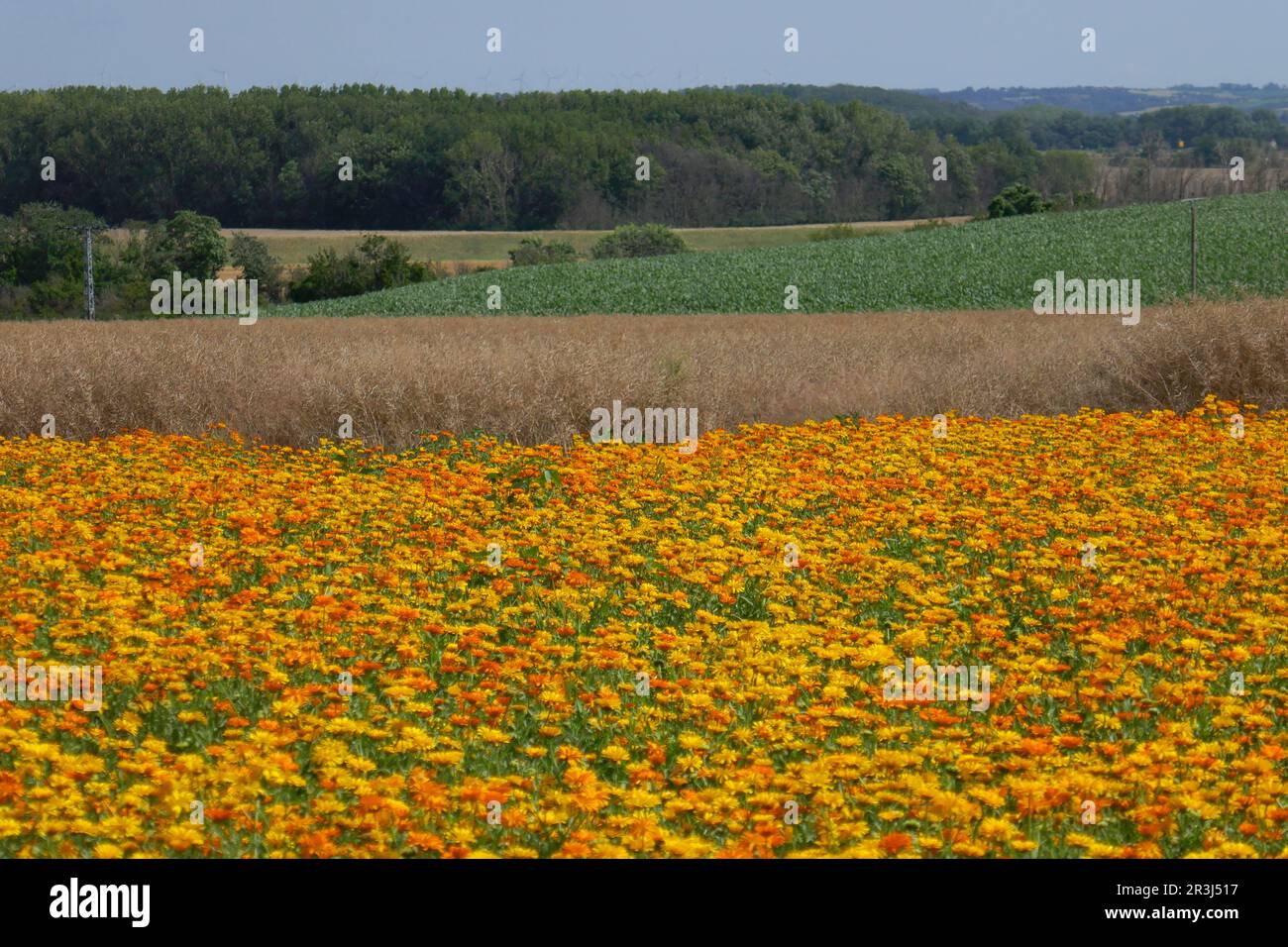Calendula sea hi-res stock photography and images - Alamy