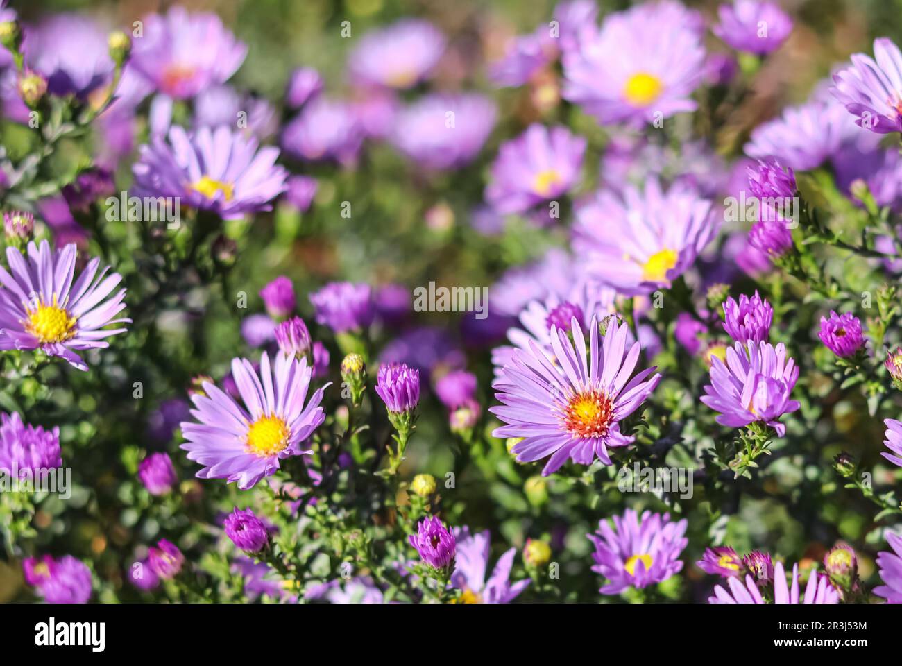 Mist of blue purple flowers hi-res stock photography and images - Alamy