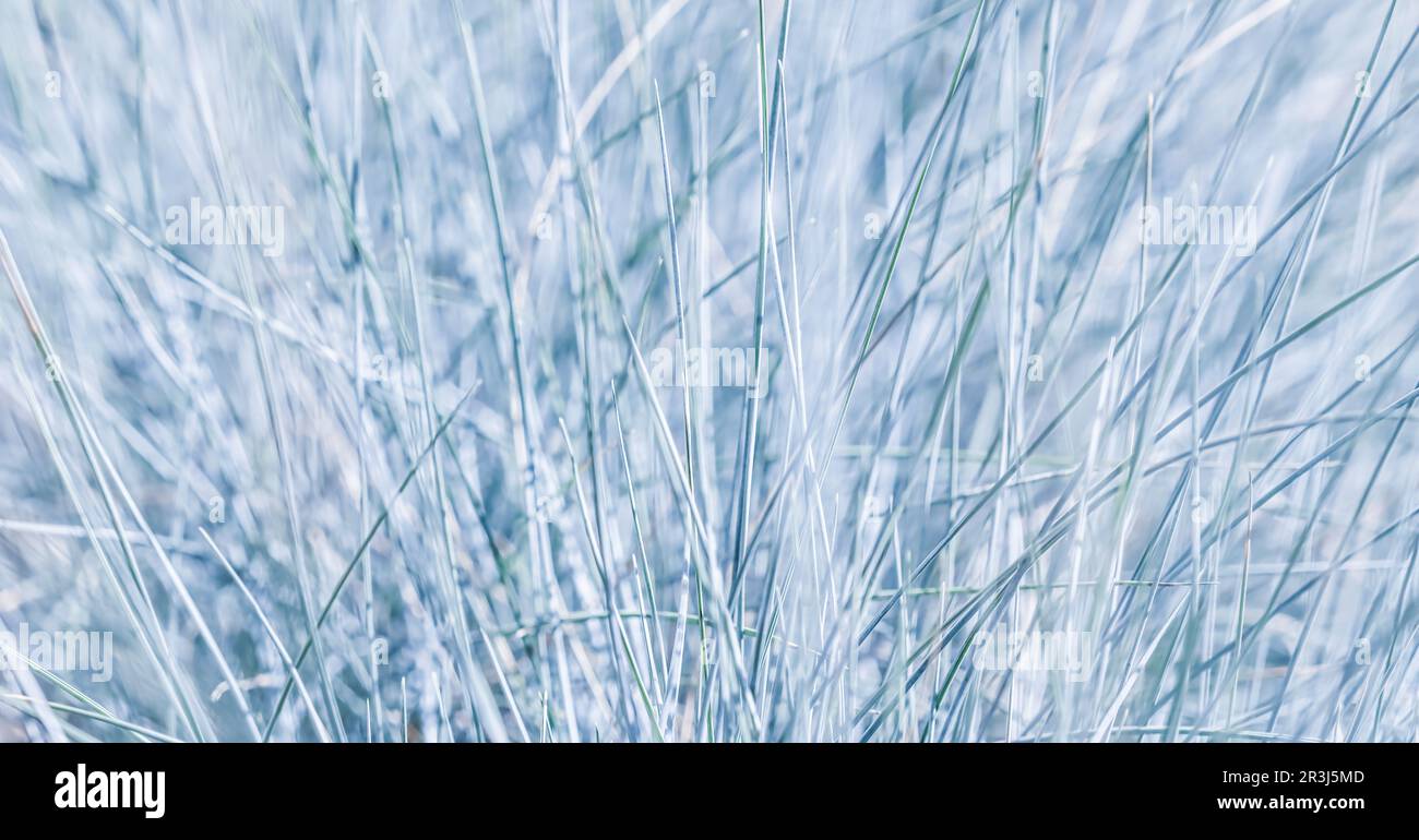 Blue white background of ornamental grass Festuca glauca Stock Photo ...