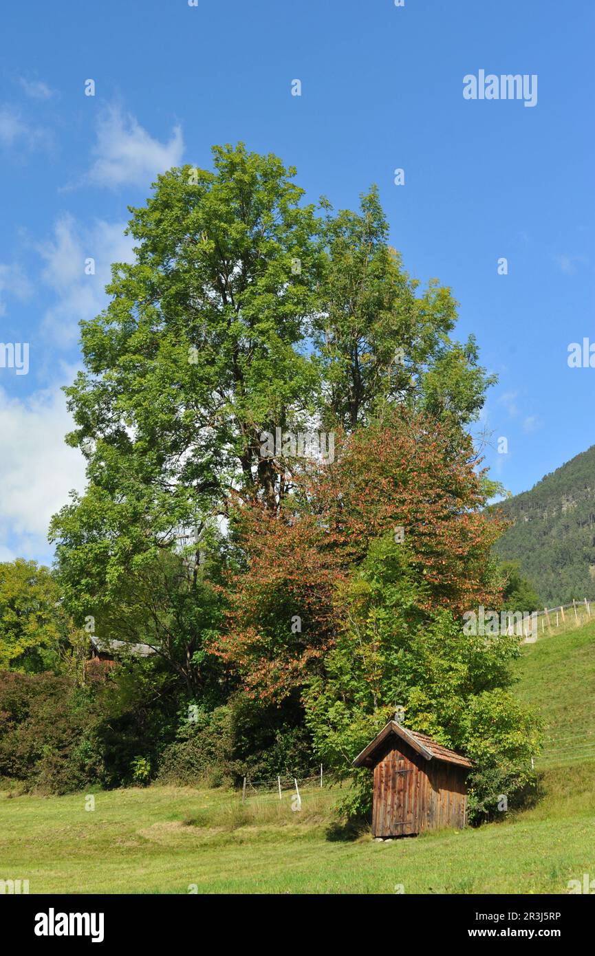 Eschenbaum hi-res stock photography and images - Alamy