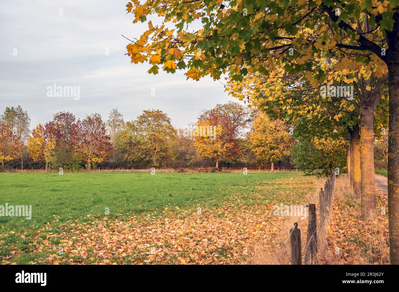 Foliage cloud formation hi-res stock photography and images - Alamy