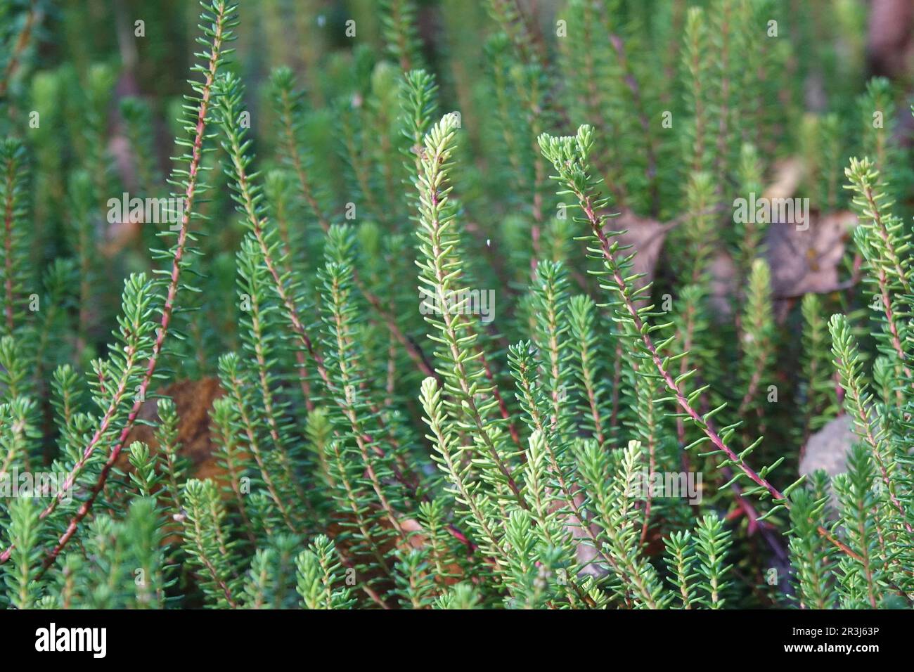 Empetrum nigrum, black crowberry Stock Photo - Alamy