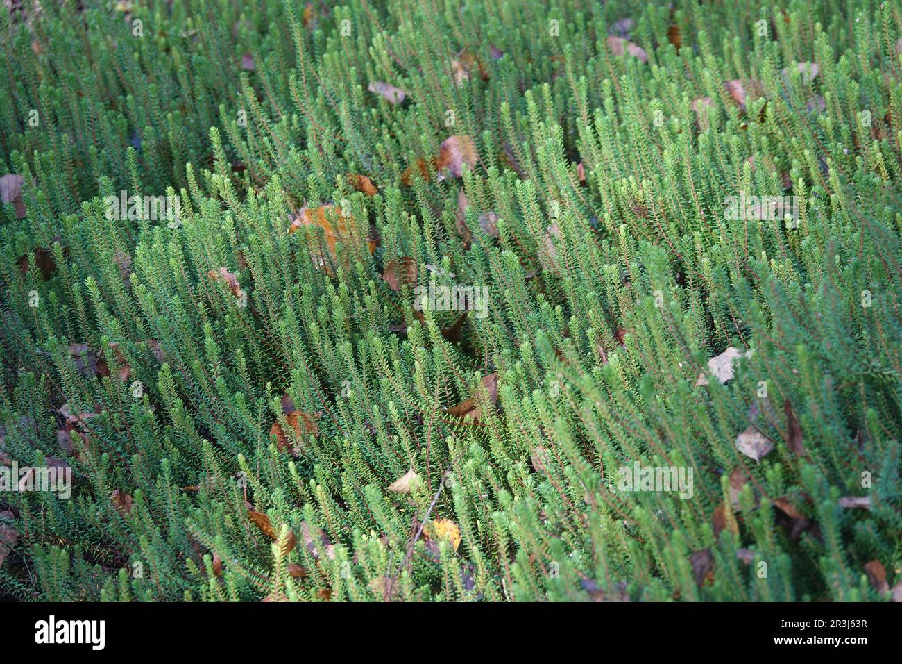 Empetrum nigrum, black crowberry Stock Photo - Alamy
