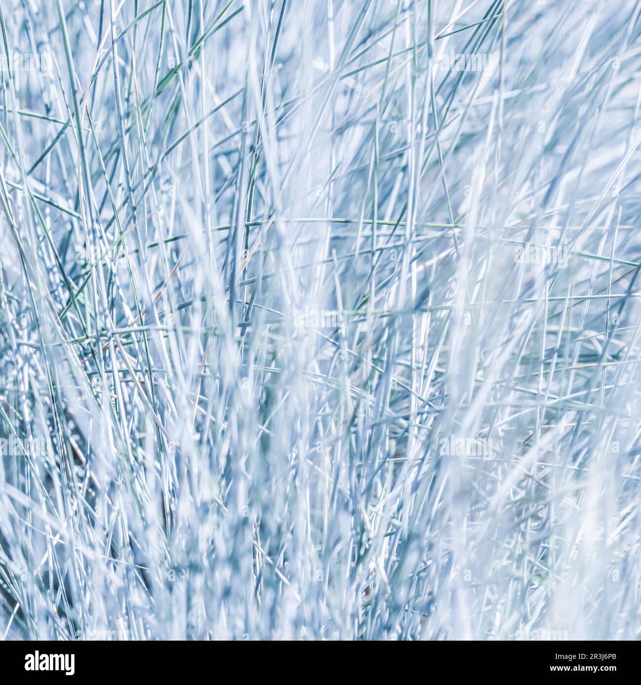 Blue white background of ornamental grass Festuca glauca Stock Photo ...