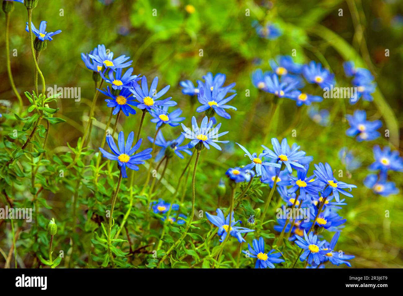 Blue Wild flowers on coastal mountainside in Cape Town Stock Photo - Alamy