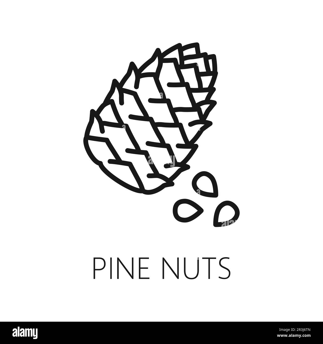 Pine nuts and cone isolated outline icon. Vector organic healthy food ...