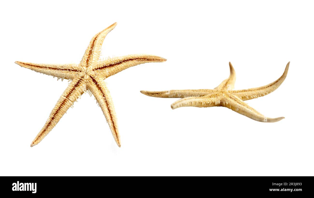 Starfish isolated over white hi-res stock photography and images - Alamy