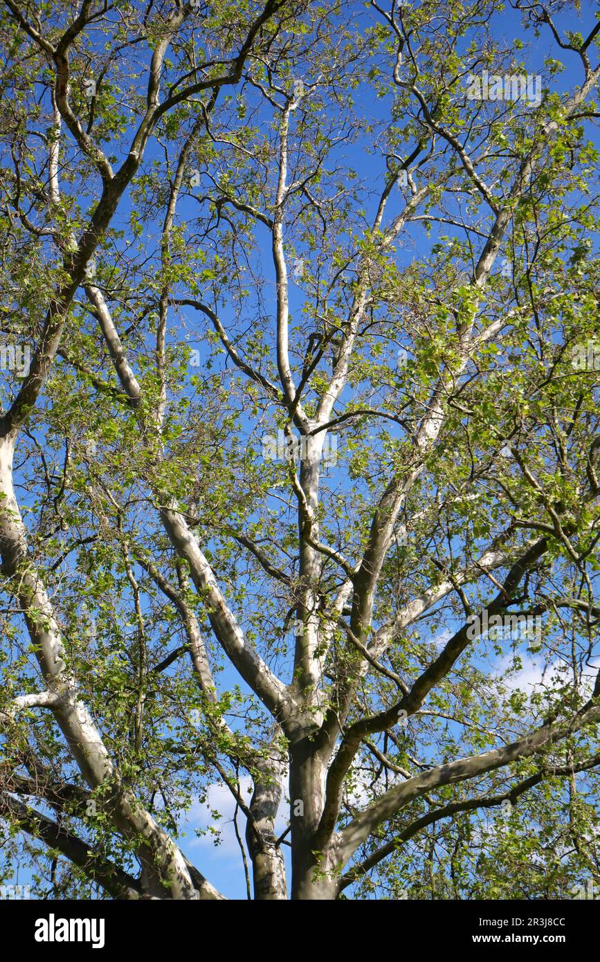 Plane tree, platanus, in late spring in a garden, Szigethalom, Hungary ...