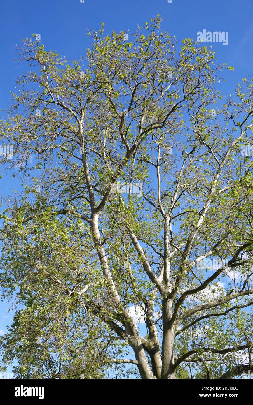 Garden plane sky hi-res stock photography and images - Alamy