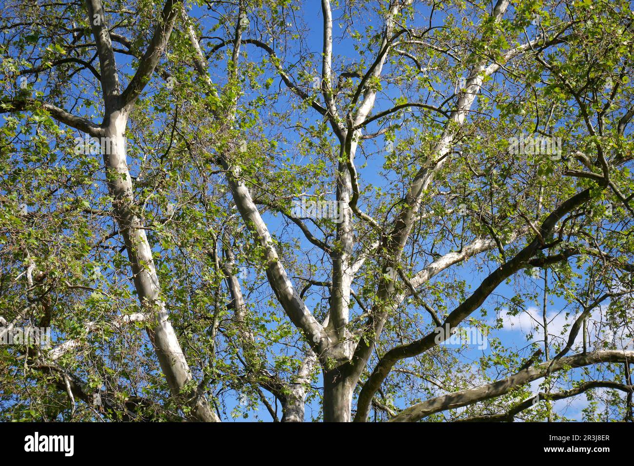 Garden plane sky hi-res stock photography and images - Alamy