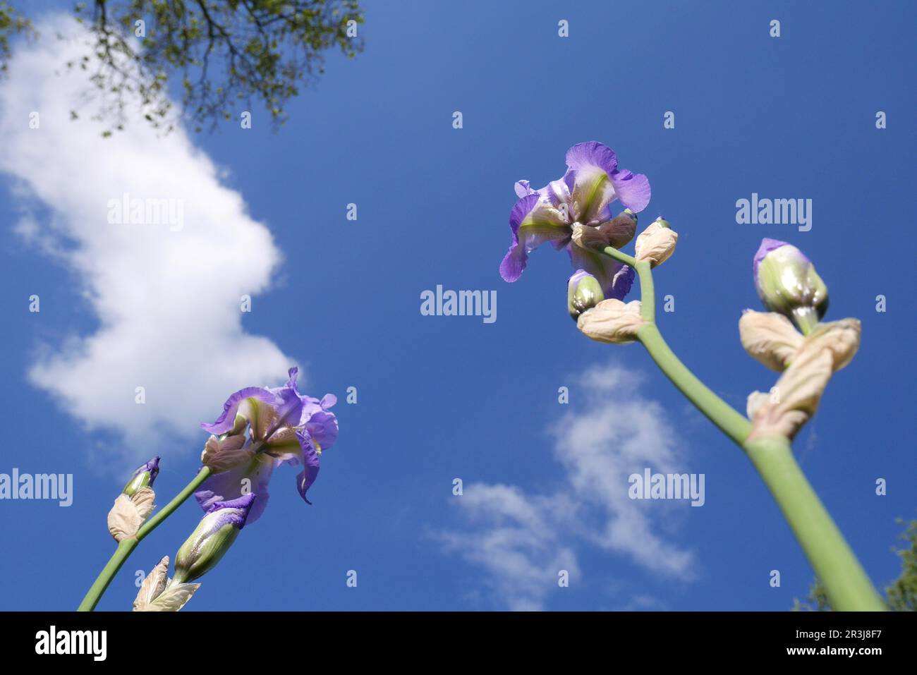 Purple German bearded irises, iris germanica, against a blue sky with ...