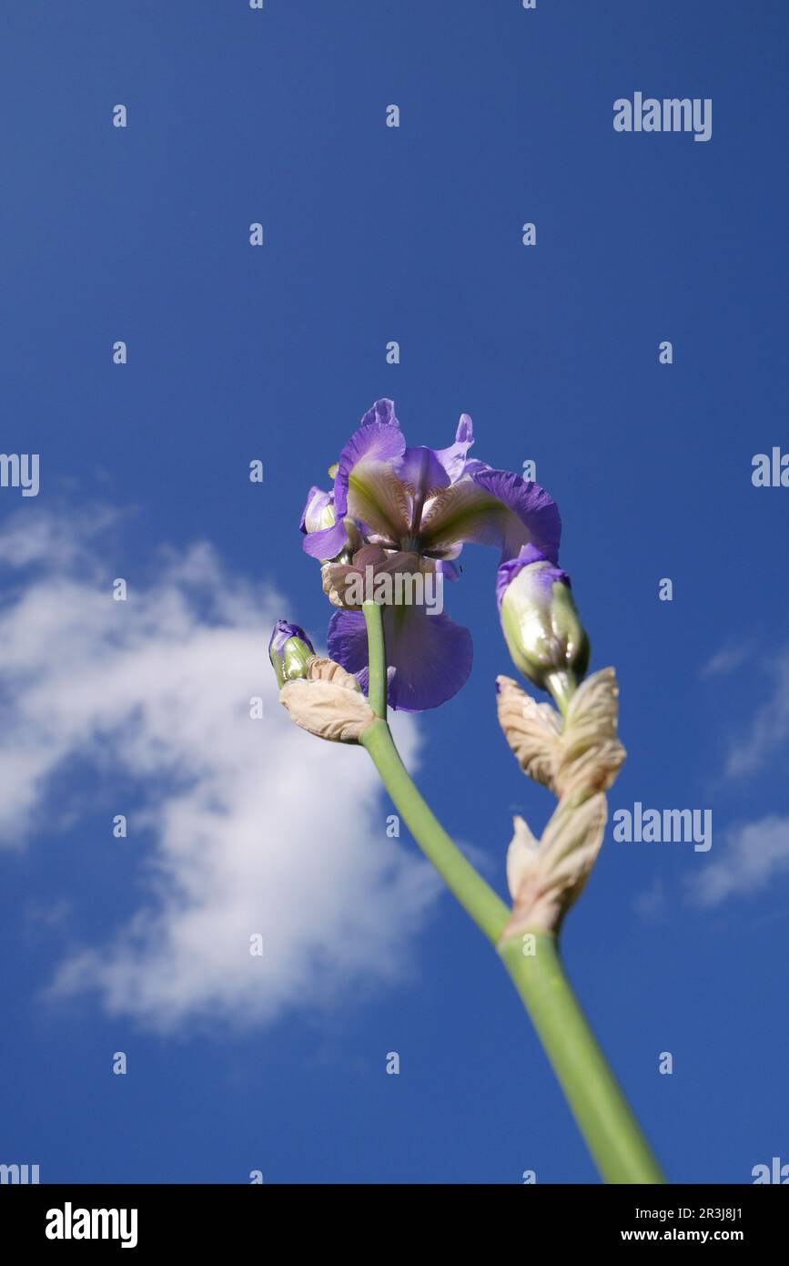 Purple German bearded irises, iris germanica, against a blue sky with ...