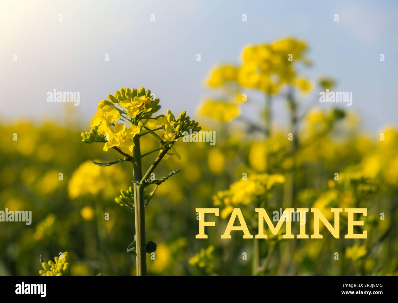 Text FAMINE against defocused agriculture field message. Global hunger ...