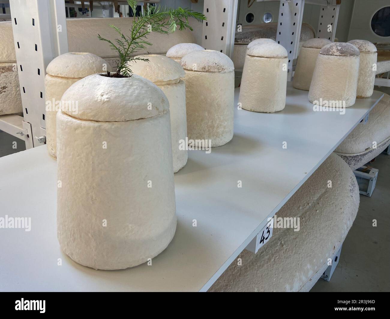 Dutch startup Loop Biotech makes cocoon-like coffins and urns designed ...