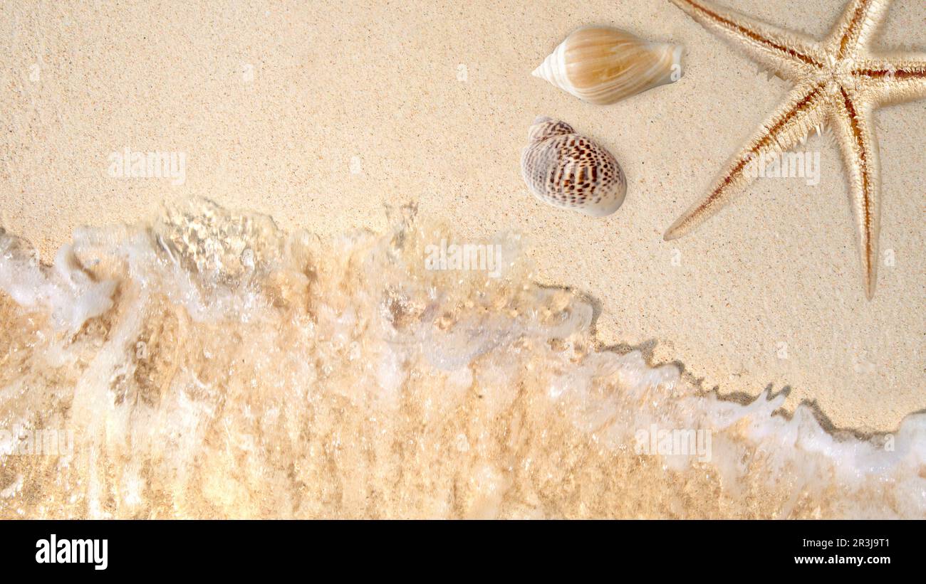 Seashells and starfish with ocean water waves on the sandy beach ...