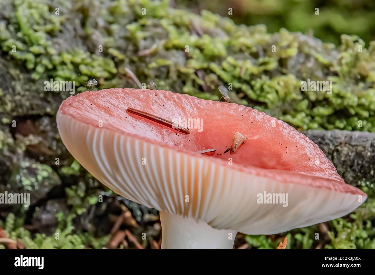 Toadstool area hi-res stock photography and images - Alamy