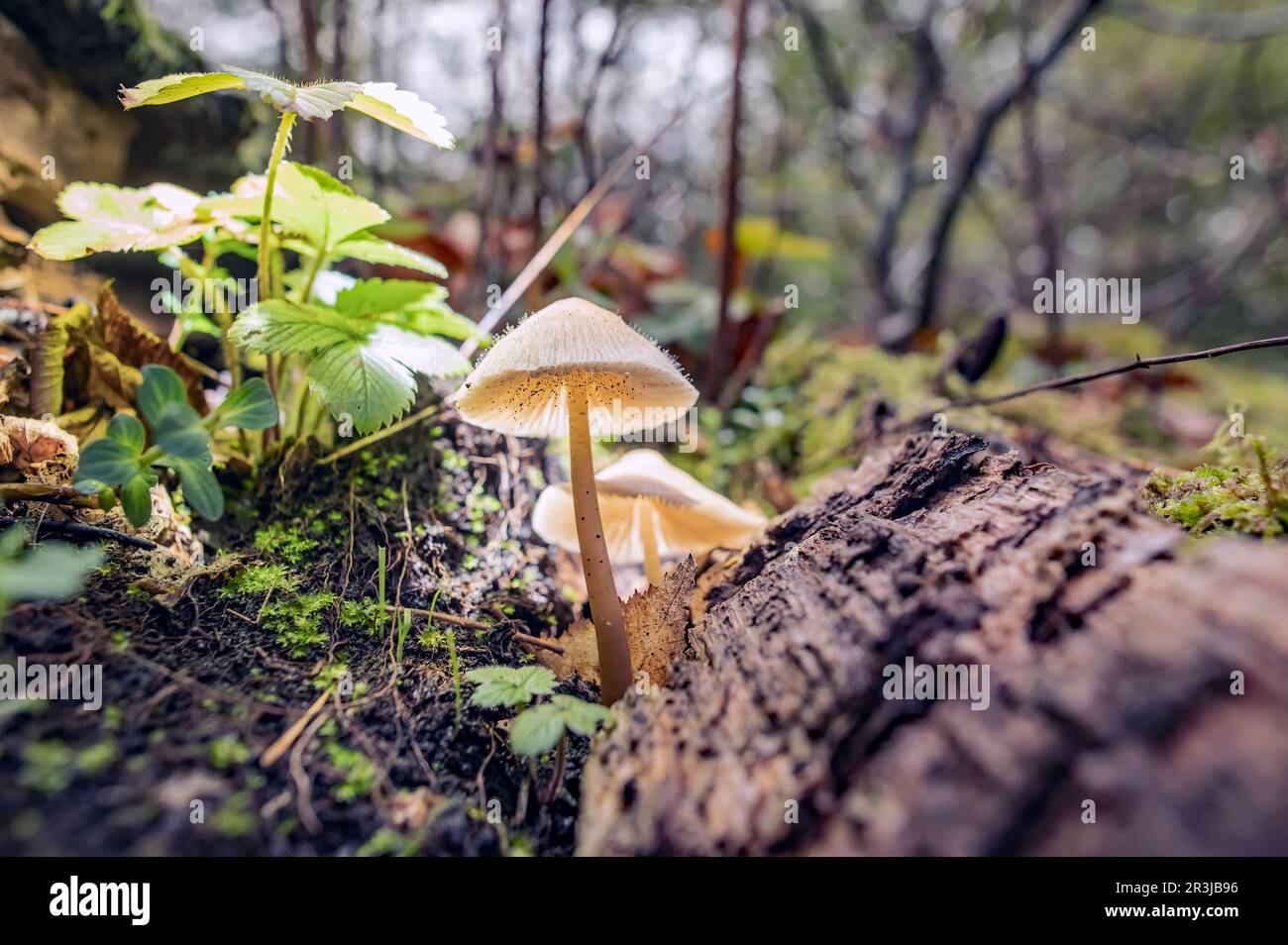 Swindles hi-res stock photography and images - Alamy
