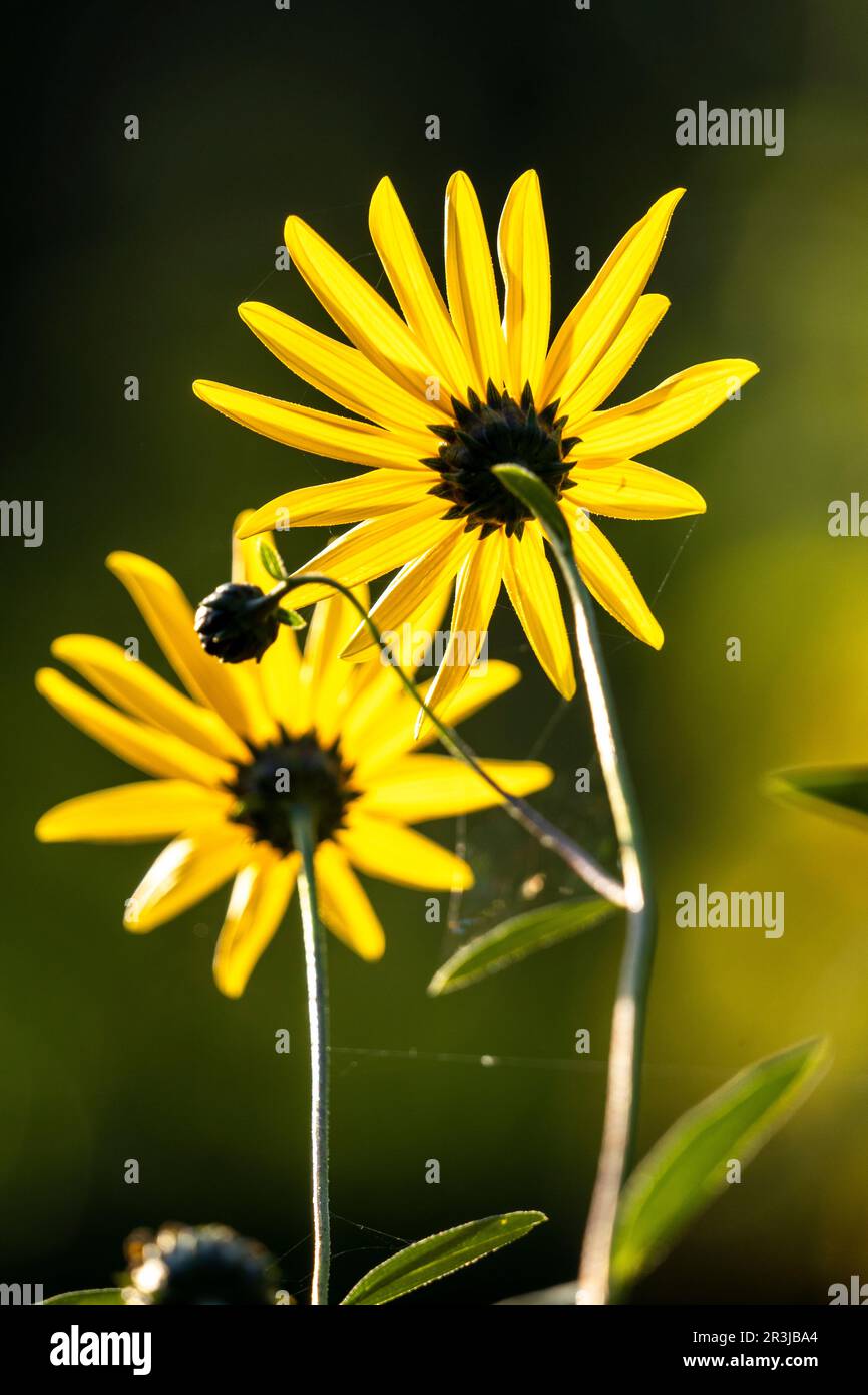 Luminous light hi-res stock photography and images - Alamy