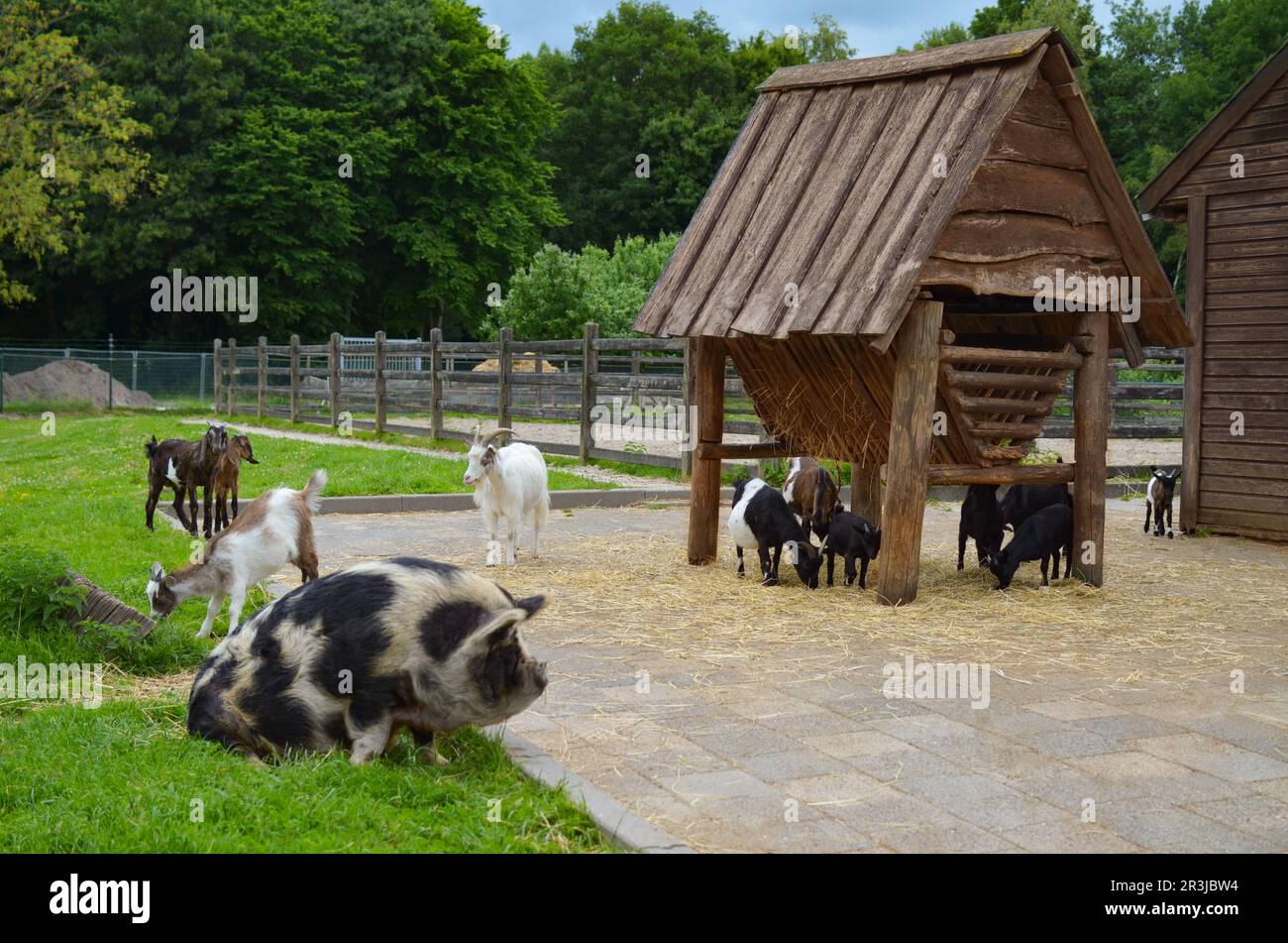 Goats and pig on green lawn at farm Stock Photo - Alamy