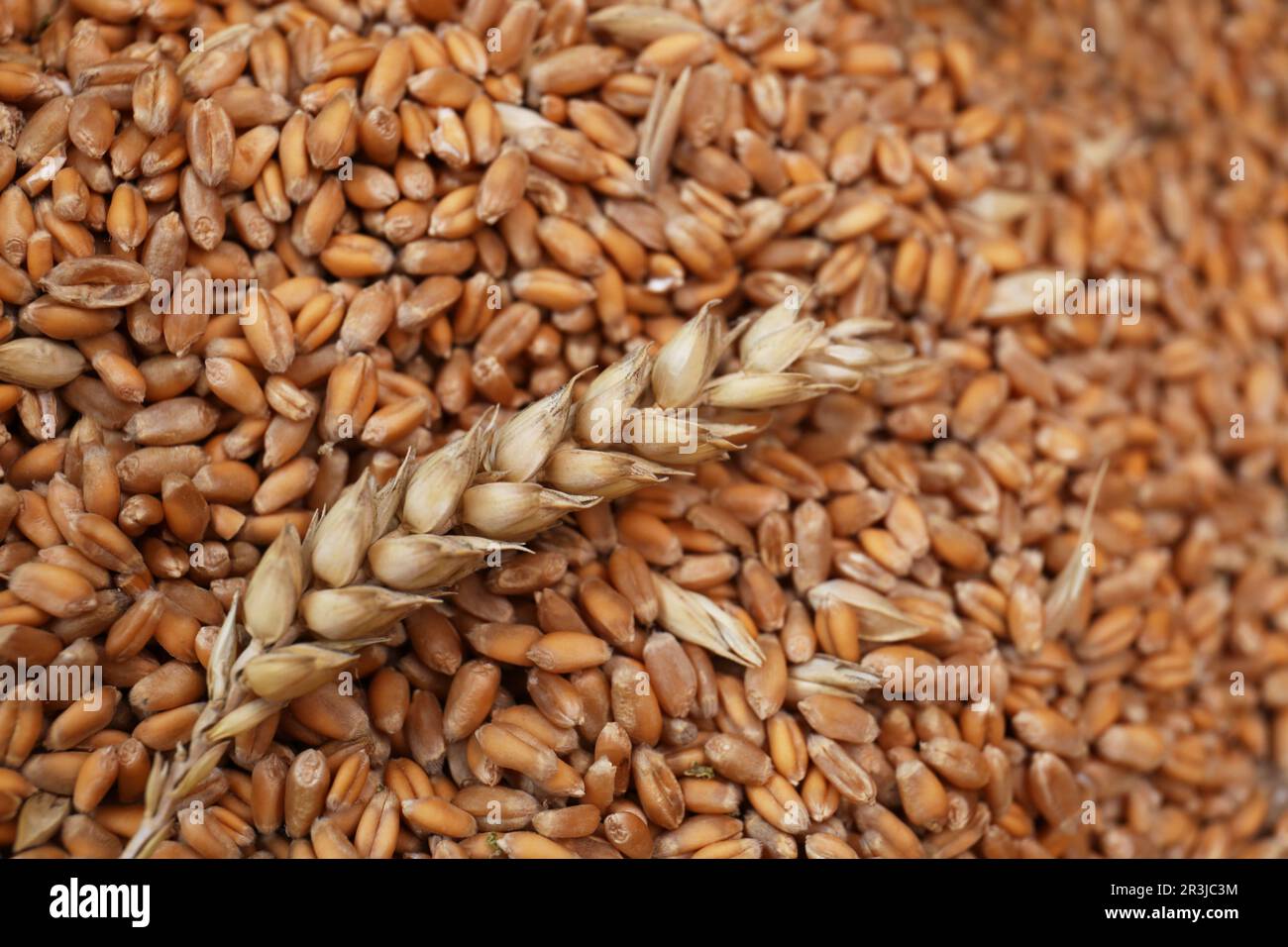 Many spikelets hi-res stock photography and images - Alamy