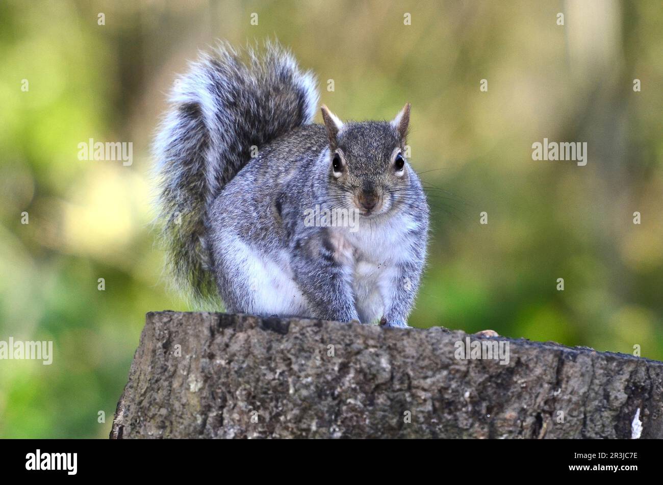 Grey squirrel tree hi-res stock photography and images - Alamy