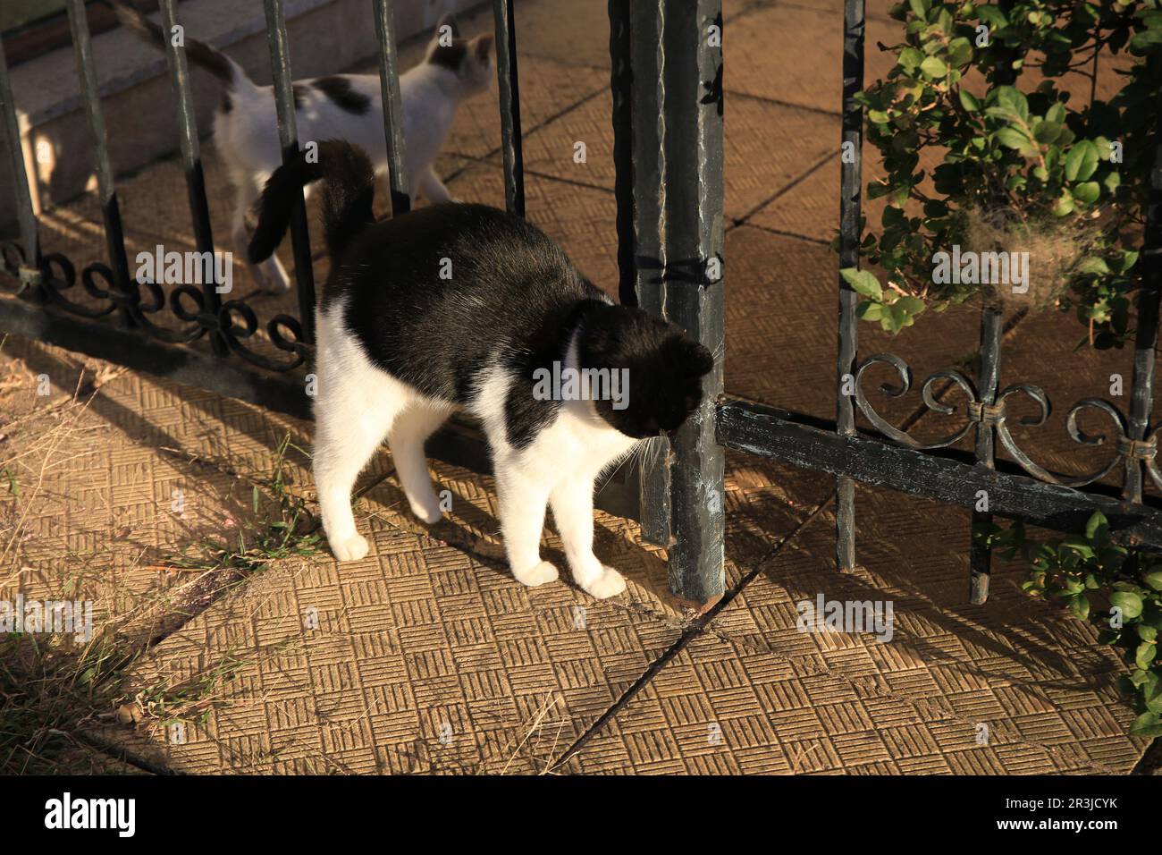 Cute cats near iron fence outdoors. Stray animals Stock Photo - Alamy