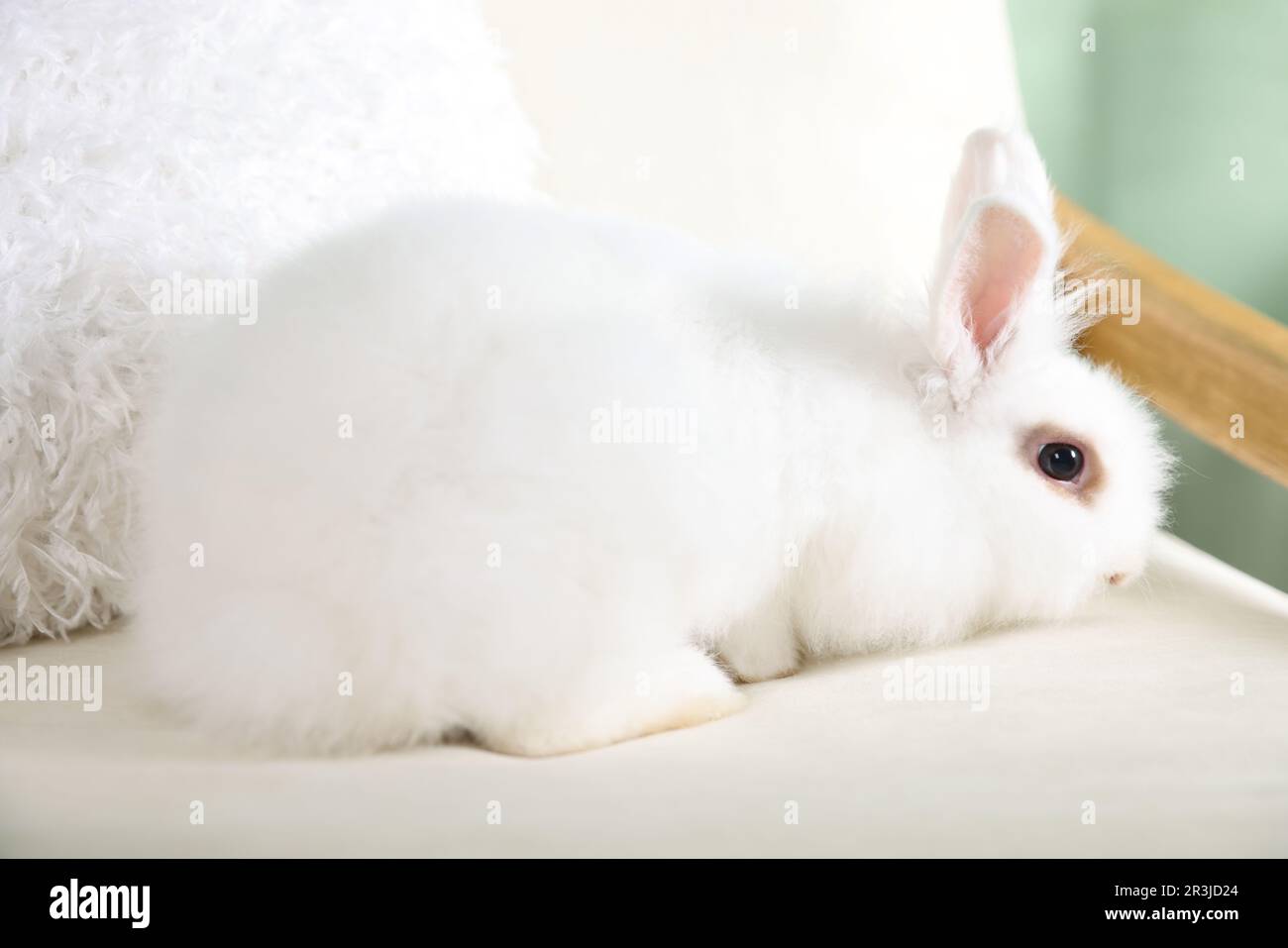 Fluffy white rabbit on sofa indoors. Cute pet Stock Photo - Alamy