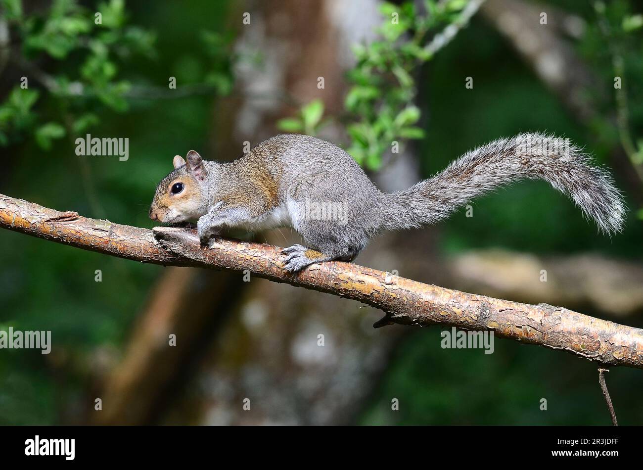 Adult grey squirrel running along a thin branch Stock Photo - Alamy