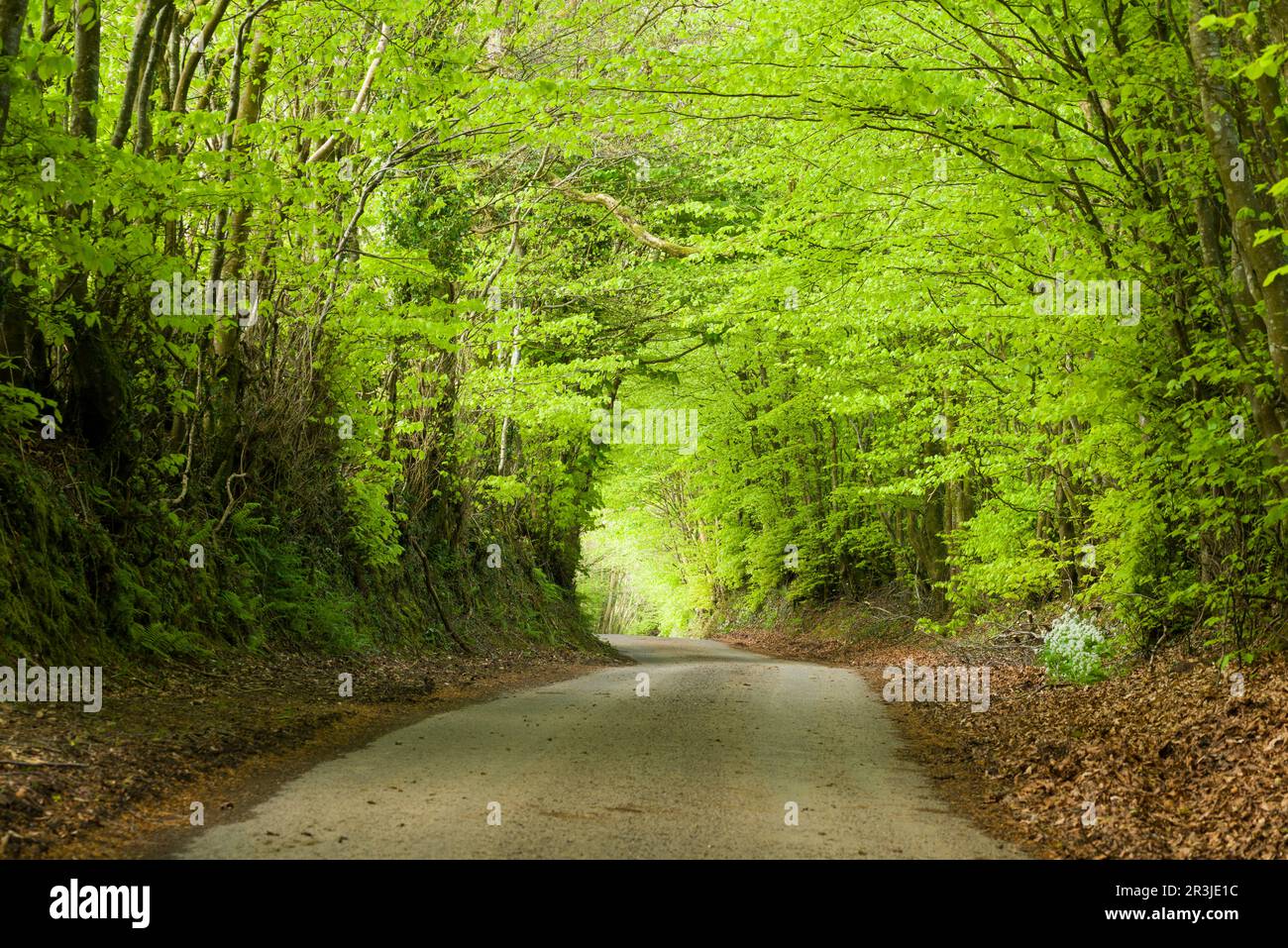 Waysdown lane hi-res stock photography and images - Alamy