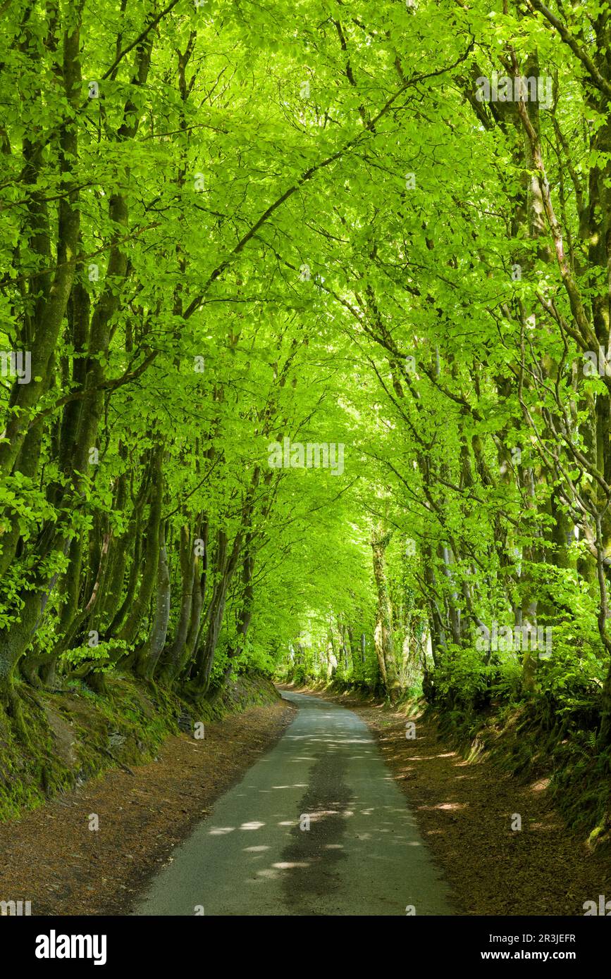 Waysdown lane hi-res stock photography and images - Alamy