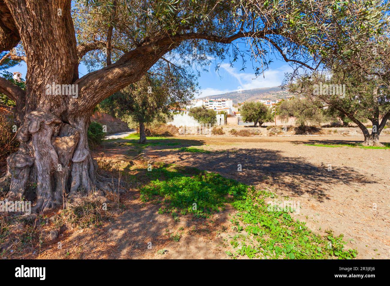 Ancient olive trees route in Orgiva. Orgiva is a town in the Alpujarras ...