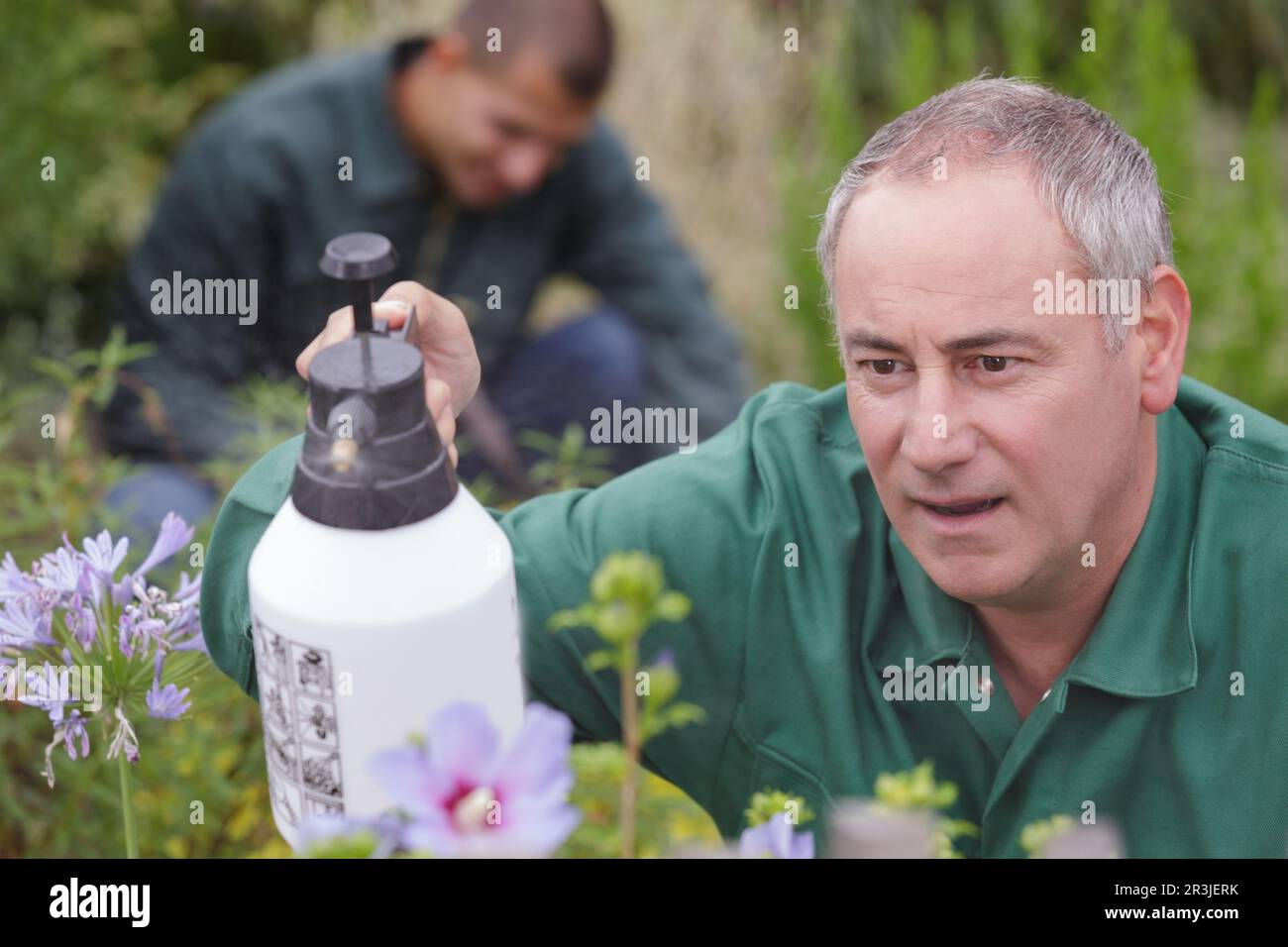 Greenhouse male florist watering plants hi-res stock photography and ...