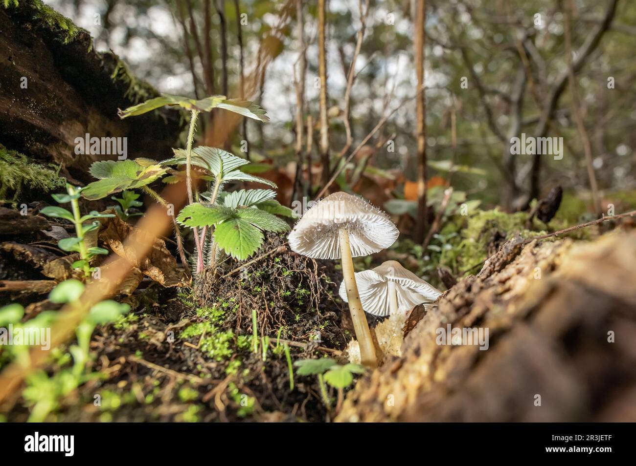 Swindles hi-res stock photography and images - Alamy