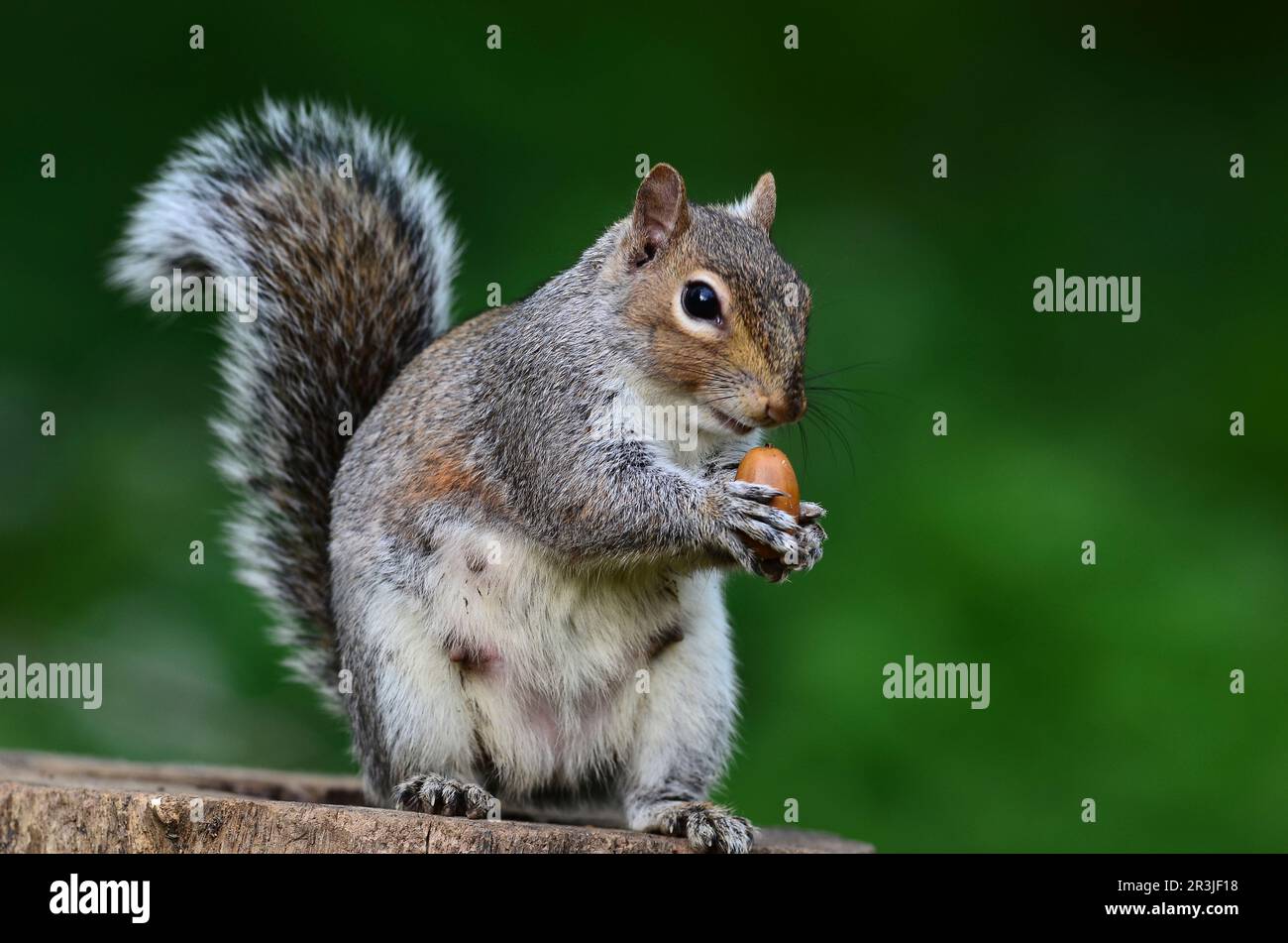 Adult grey squirrel eating acorns Stock Photo - Alamy