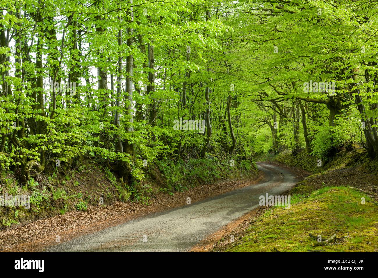 Beech hedge trees hi-res stock photography and images - Alamy