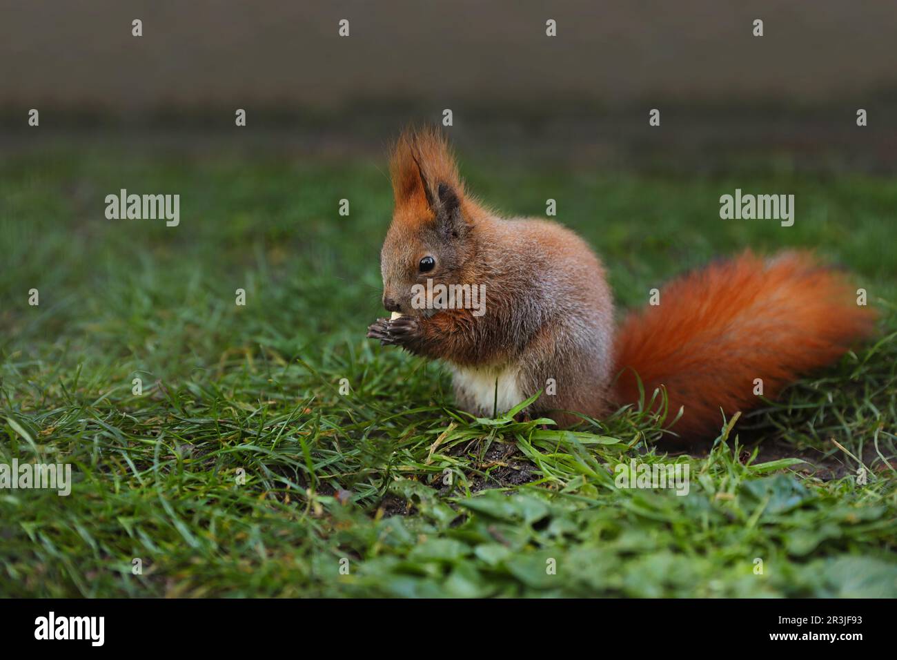 Cute squirrel eating on green grass in zoo. Space for text Stock Photo ...