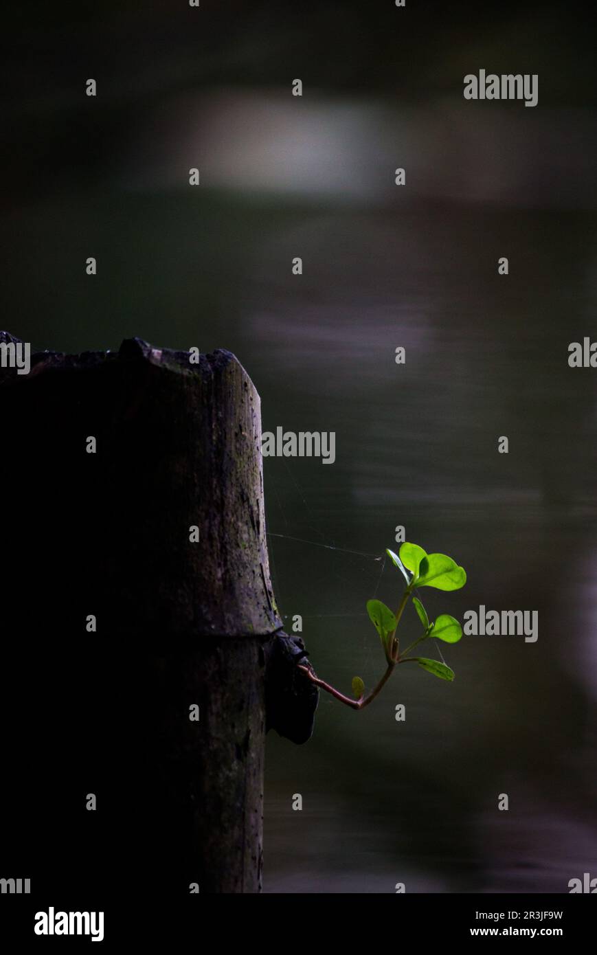 Some people are always brighter even when there is dark everywhere. little hope. light in ...