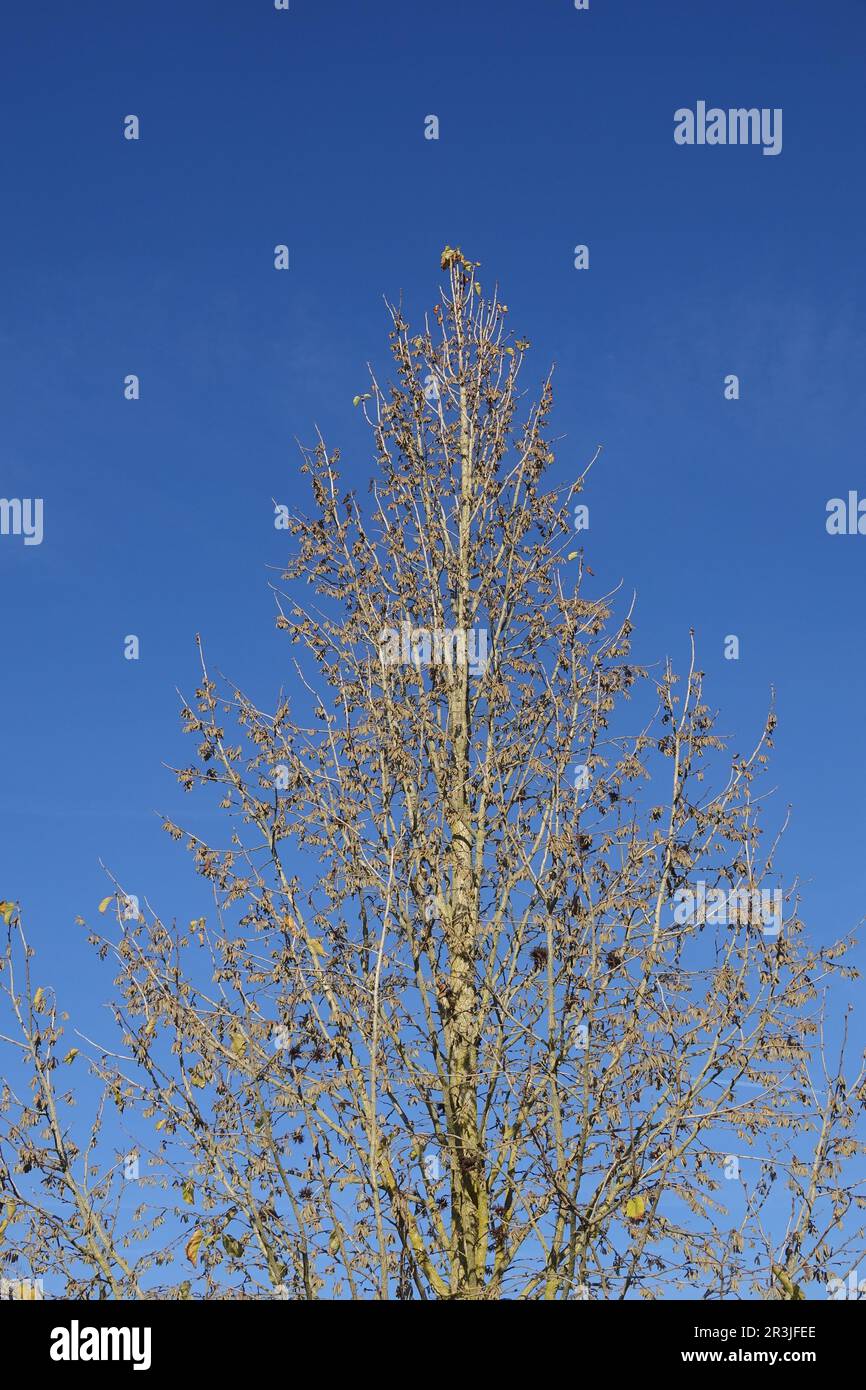Corylus colurna hi-res stock photography and images - Alamy