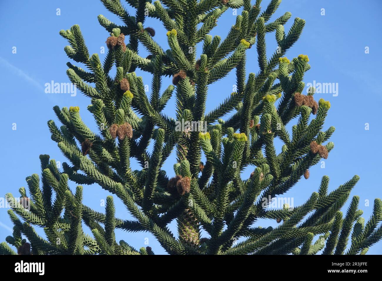 Araucaria araucana, monkey puzzle tree, cones Stock Photo - Alamy