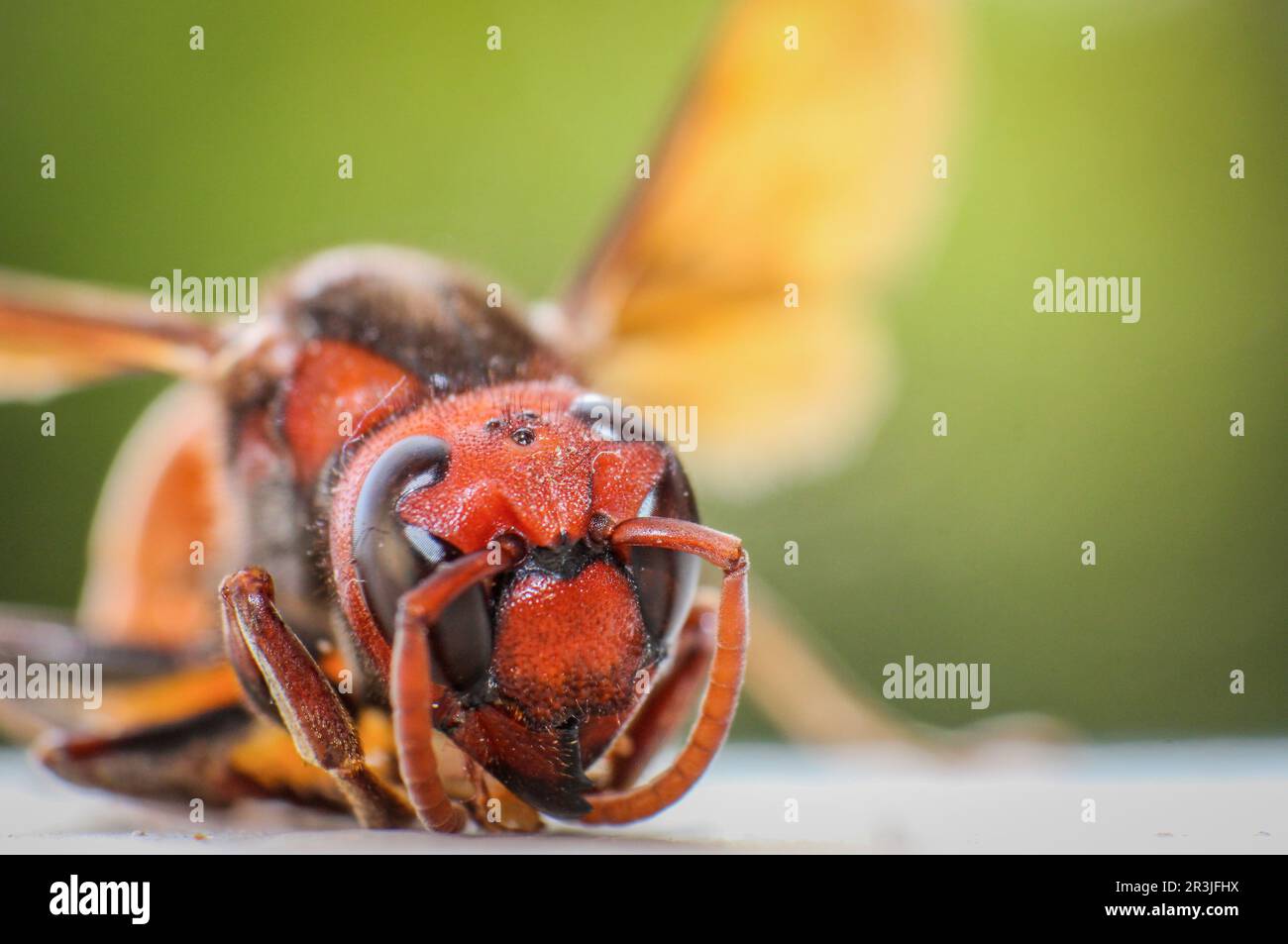 Closeup of a hornet. Macro of a hornet in green background. Alien Macro ...