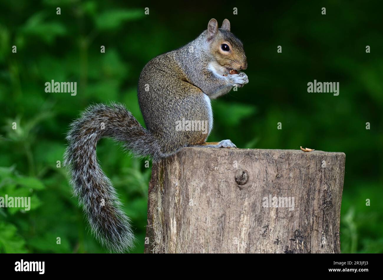 Adult grey squirrel eating acorns Stock Photo - Alamy