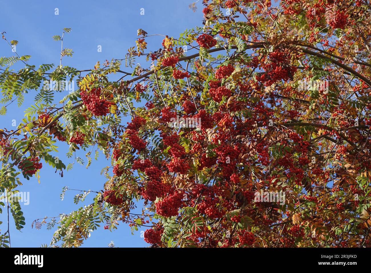 Sorbus aucuparia leaf hi-res stock photography and images - Alamy