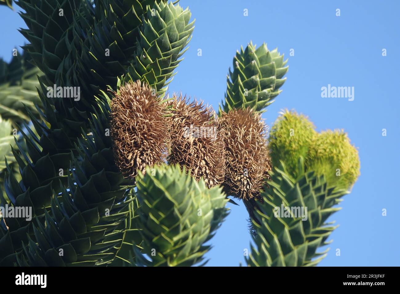 Araucaria araucana, monkey puzzle tree, female cones Stock Photo - Alamy
