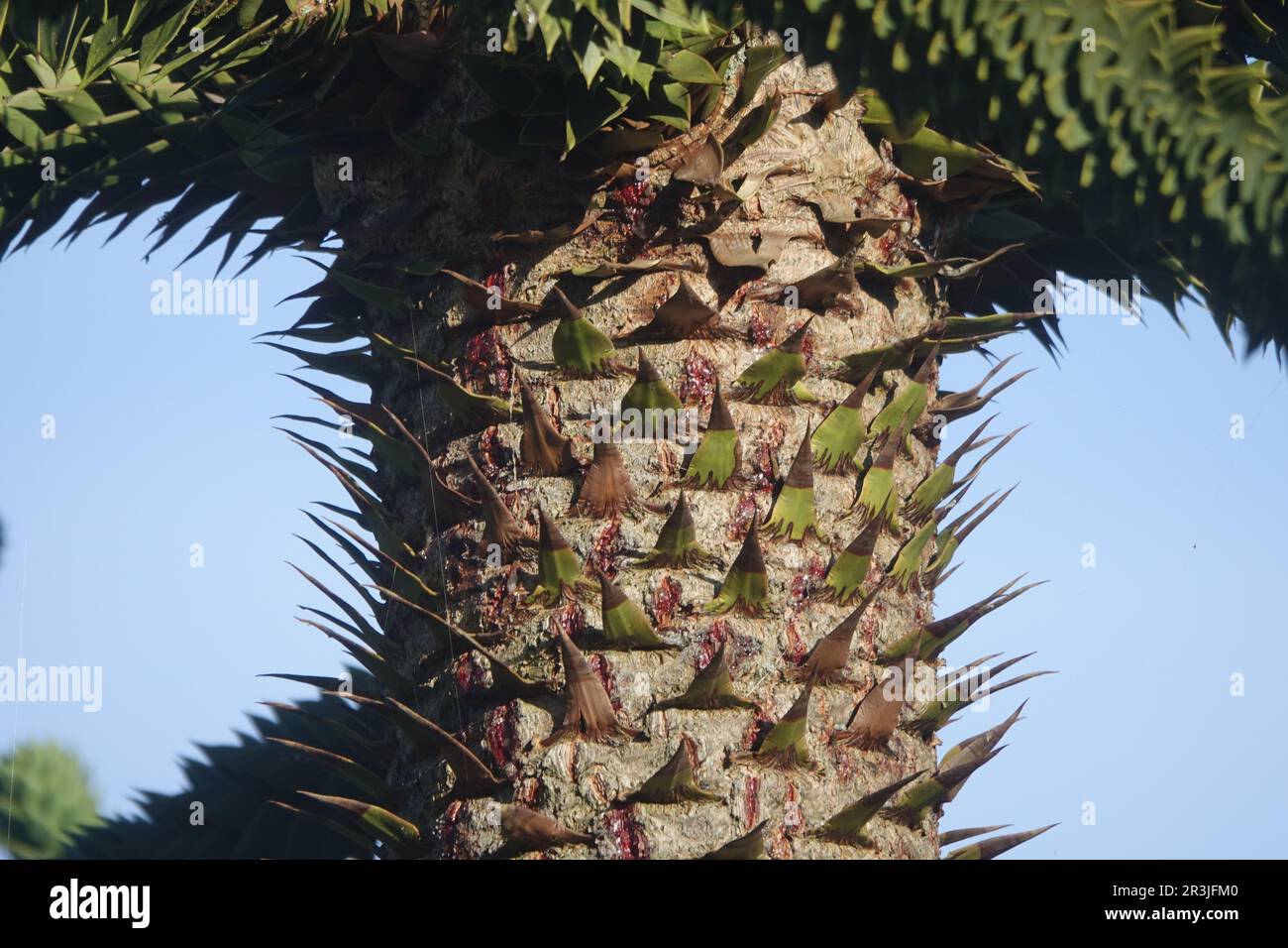 Araucaria araucana, monkey puzzle tree, stem Stock Photo - Alamy