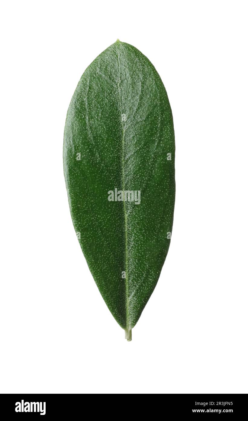 Fresh green olive leaf on white background Stock Photo - Alamy