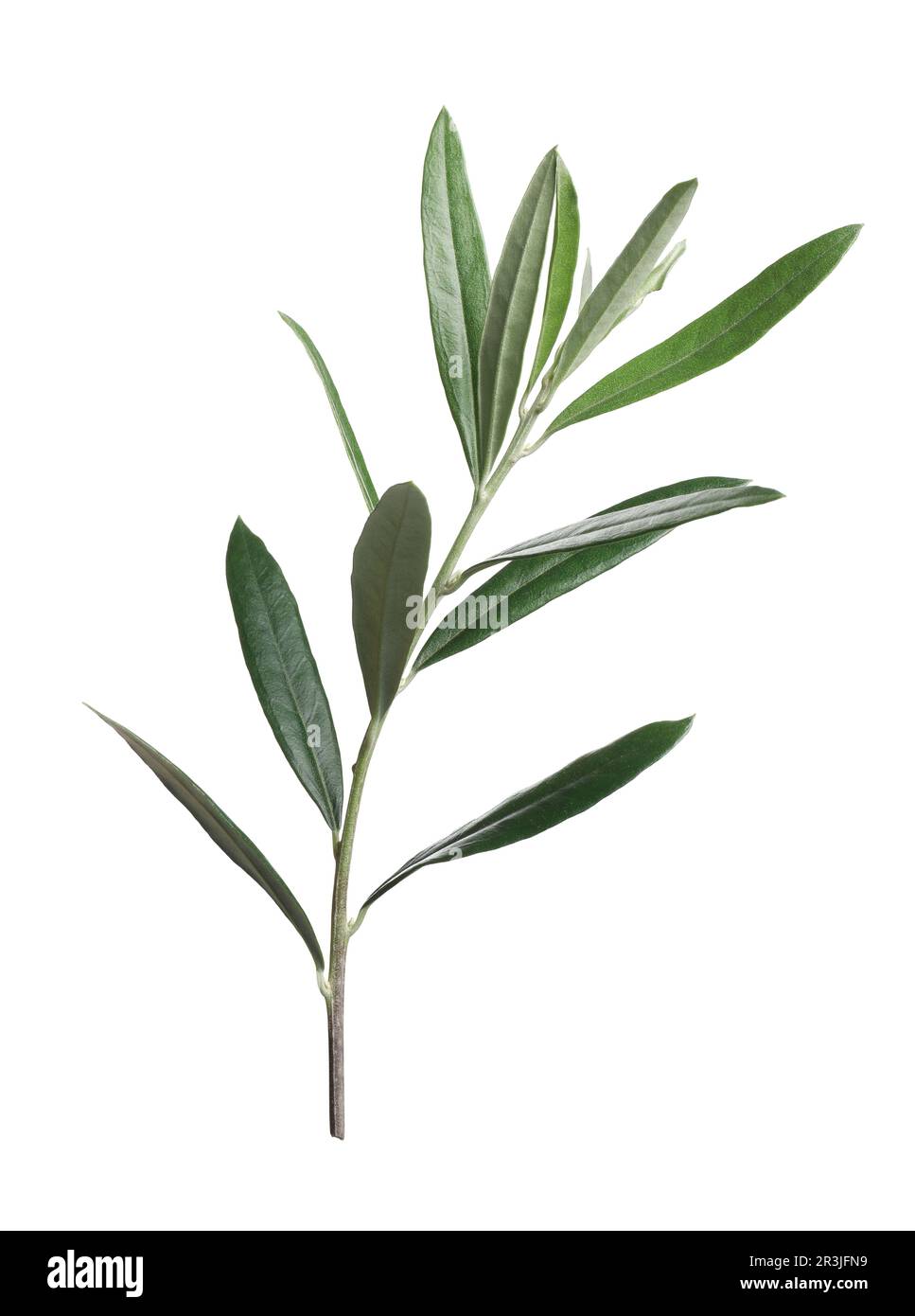 Olive twig with fresh green leaves on white background Stock Photo - Alamy
