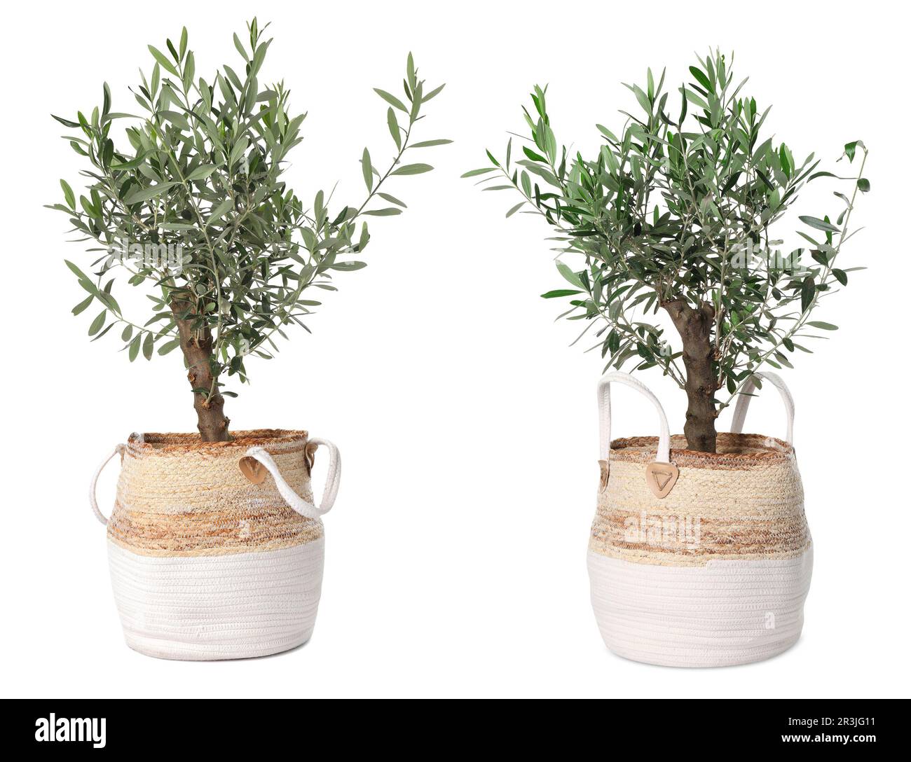 Beautiful potted olive trees on white background, collage Stock Photo ...