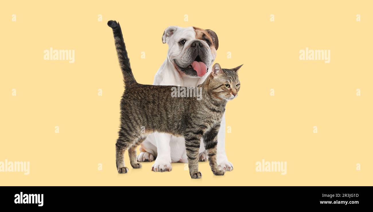Happy pets. Cute tabby cat standing near English bulldog on pale light ...