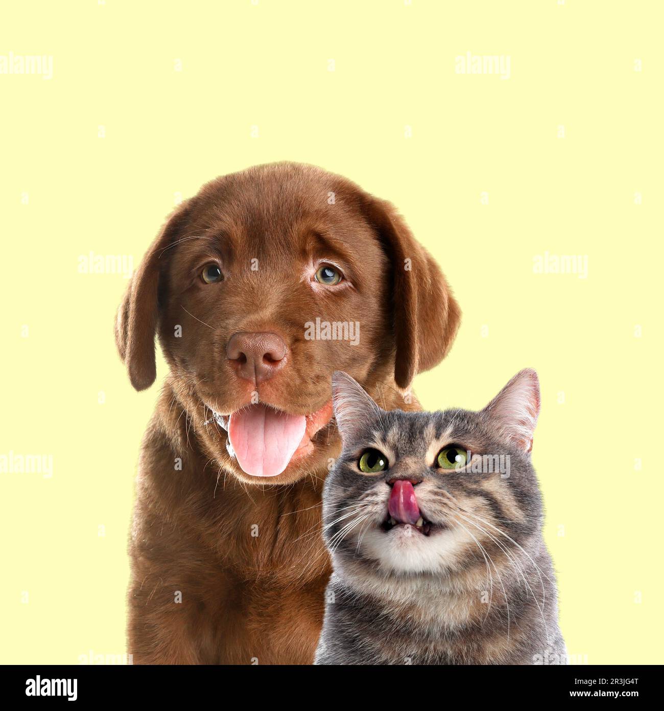 Happy pets. Chocolate Labrador Retriever puppy and gray tabby cat on ...