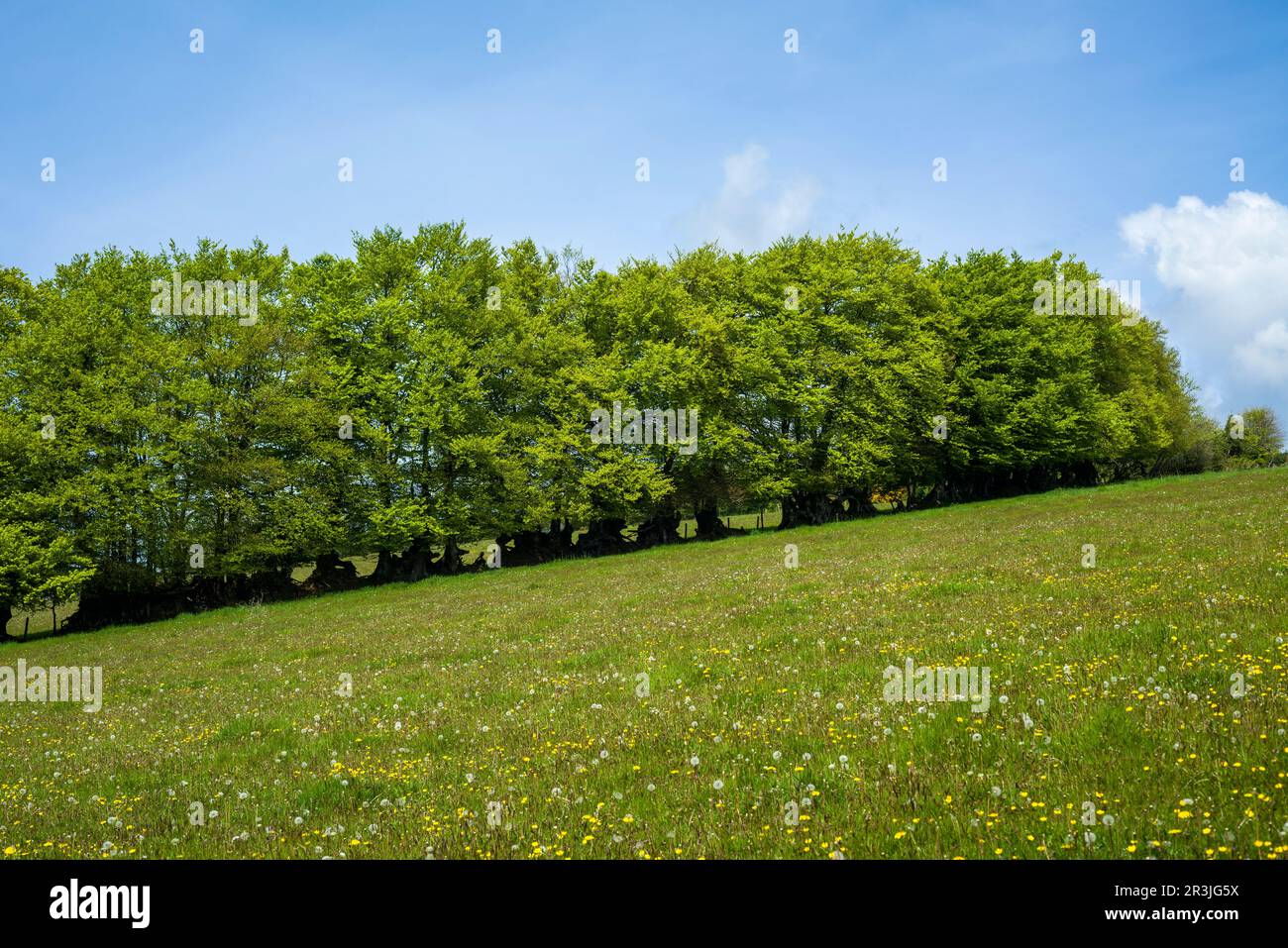 Beech hedgebank and a dandelion filled meadow in the Brendon Hills near ...